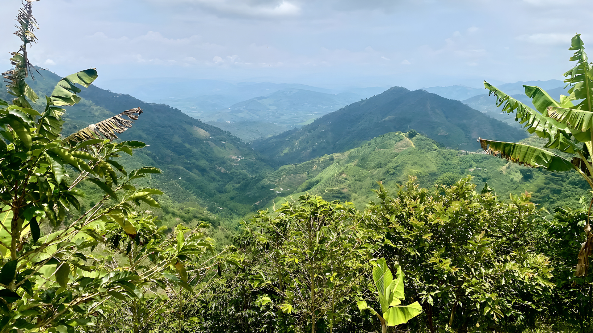 Colombian Hills – Café de Especialidad